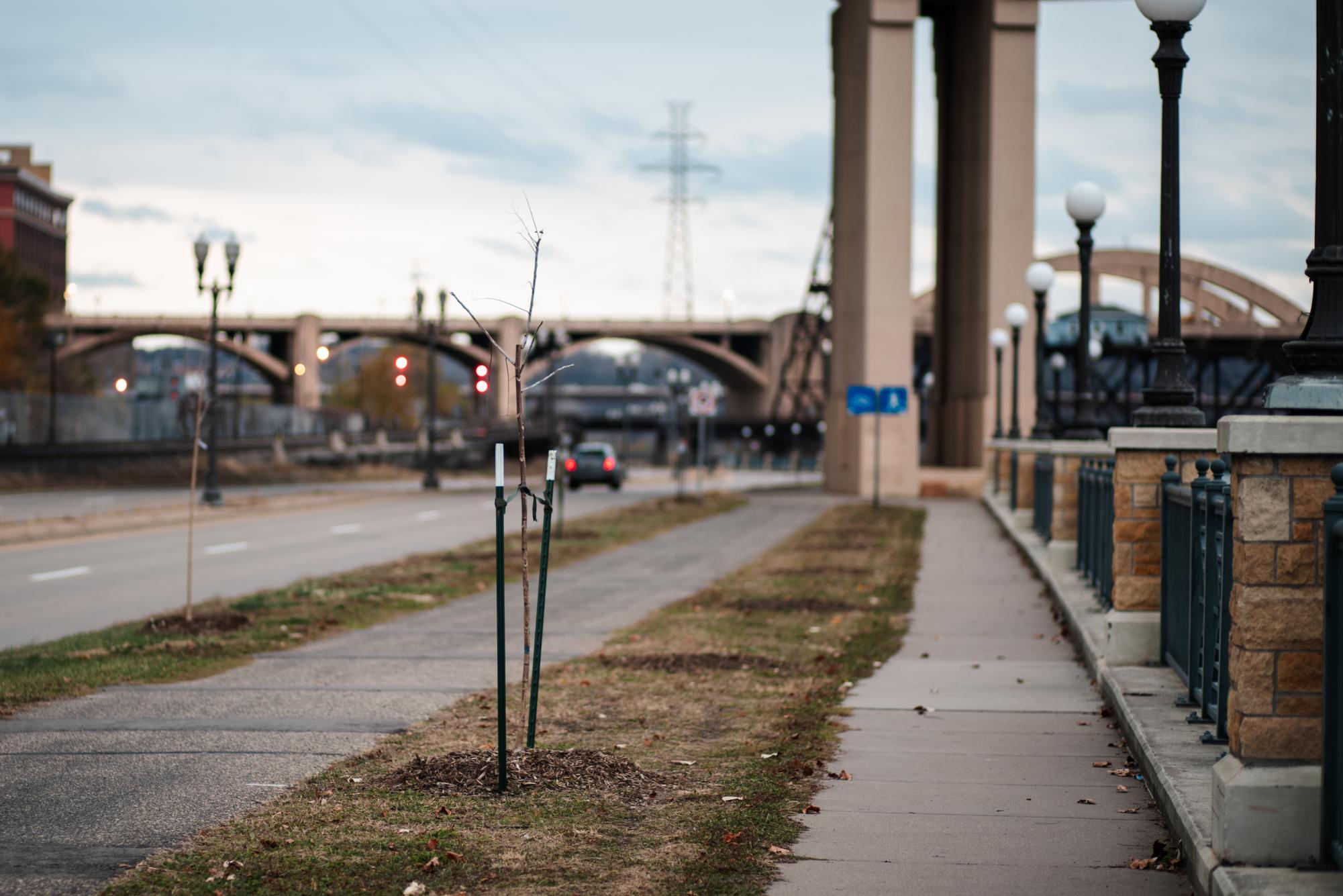 Sixty trees uprooted, destroyed along the Mississippi River in St. Paul ...